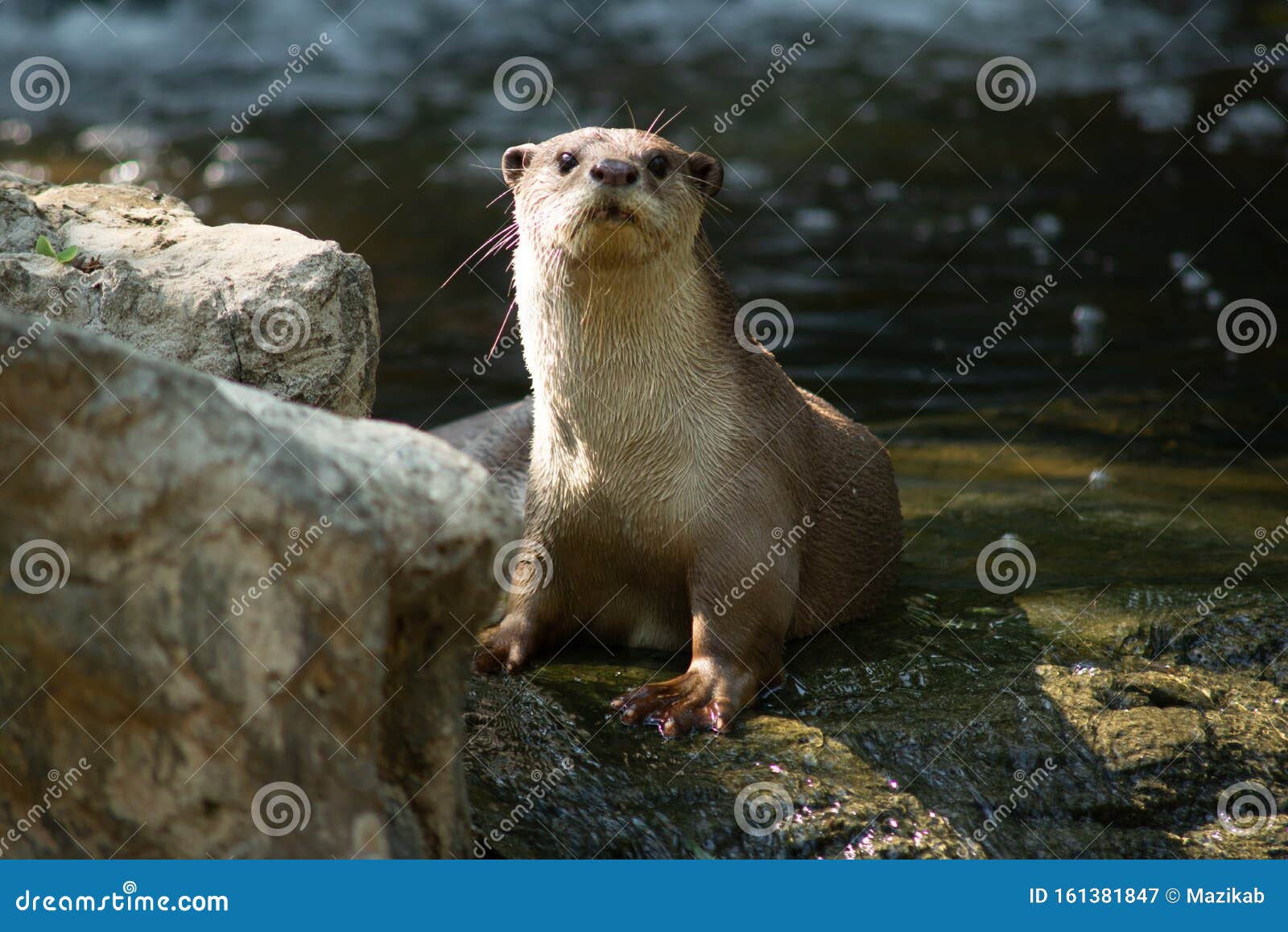 Otter stock image. Image of oriental, active, carnivore - 161381847