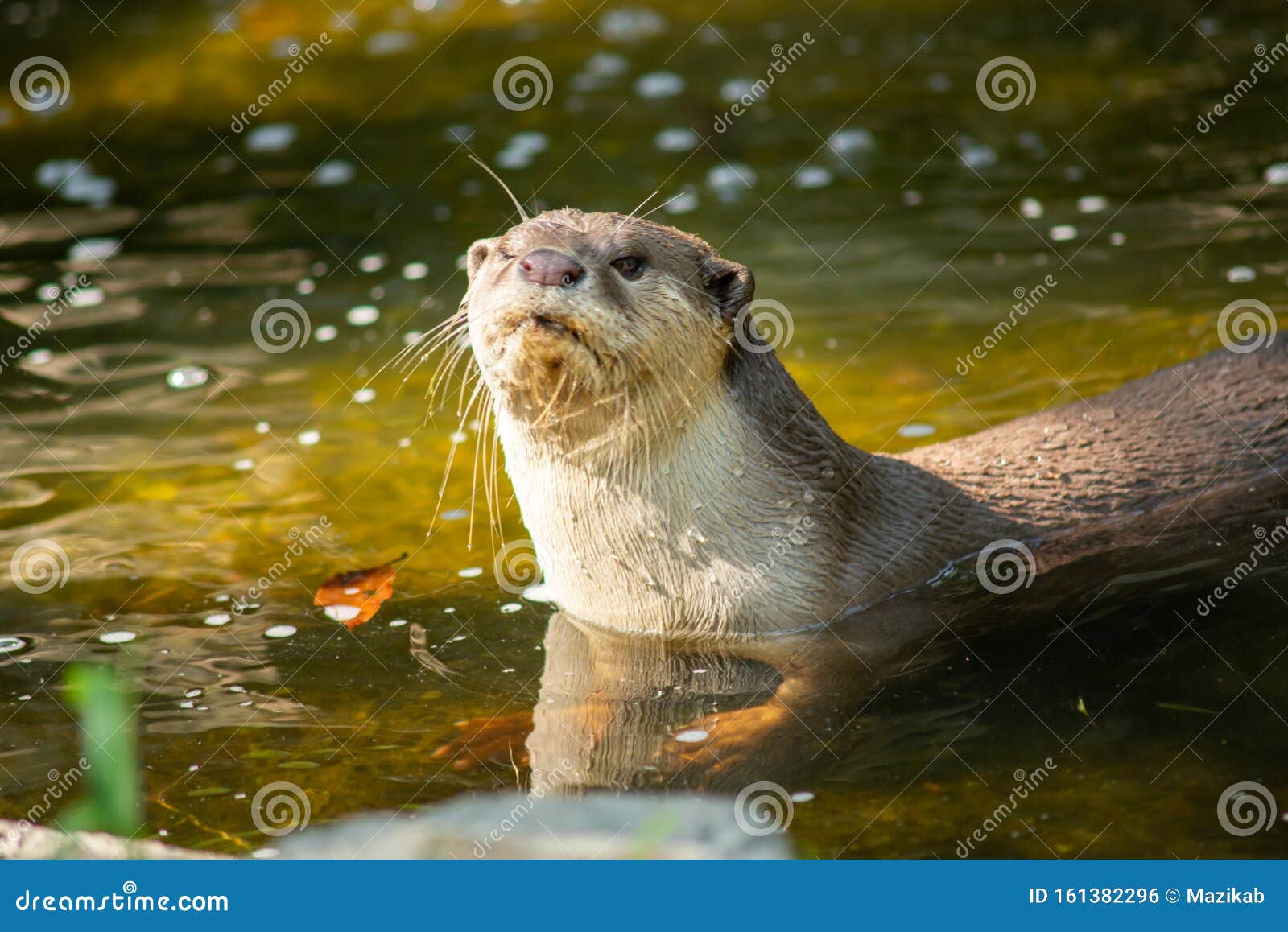 Otter stock photo. Image of carnivore, endangered, natural - 161382296