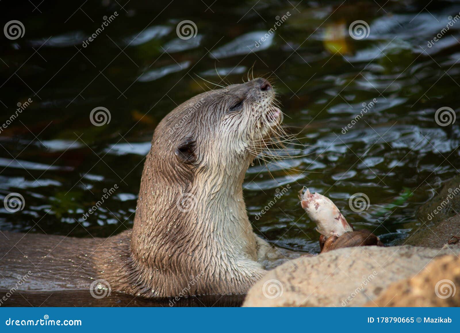 Otter stock image. Image of animal, active, fauna, carnivore - 178790665
