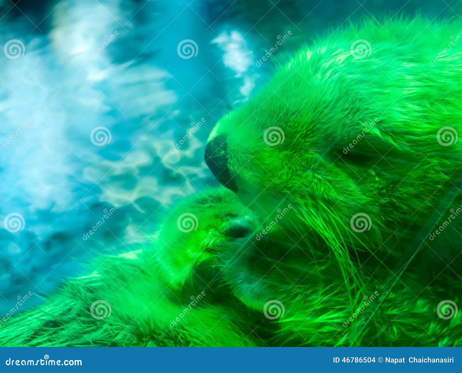 Otter with Personality Posing Stock Photo - Image of closeup, enhydra ...