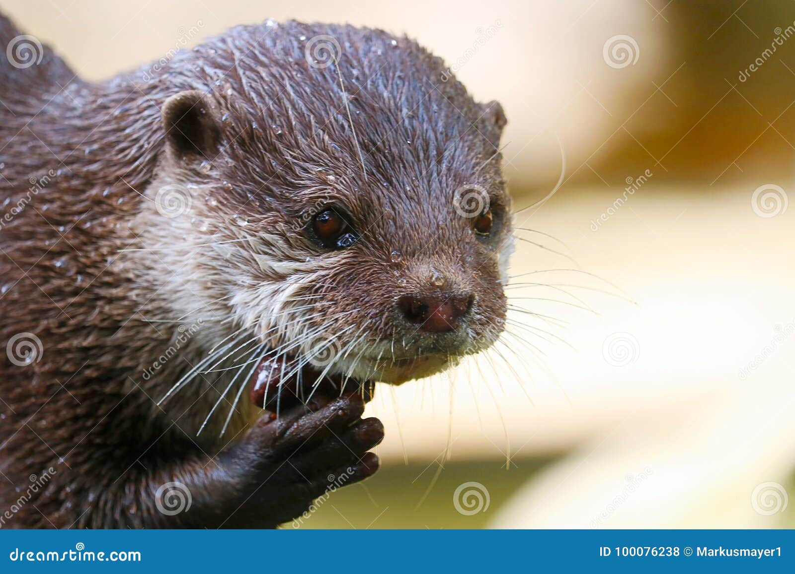Little Wet Otter Holding a Wet Pebble in Its Claw Hand Stock Photo ...