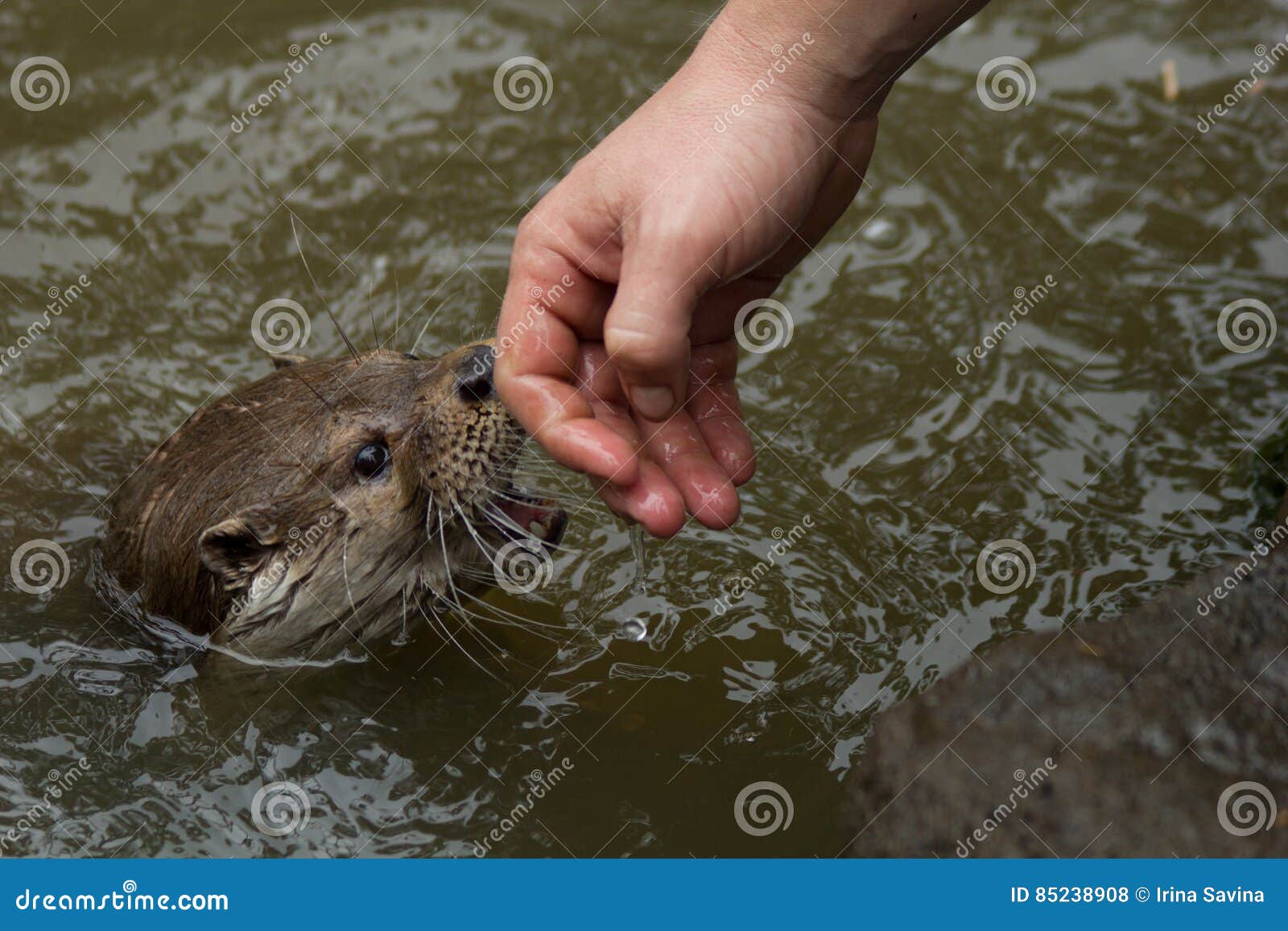 Otter playing with a man stock photo. Image of playing - 85238908