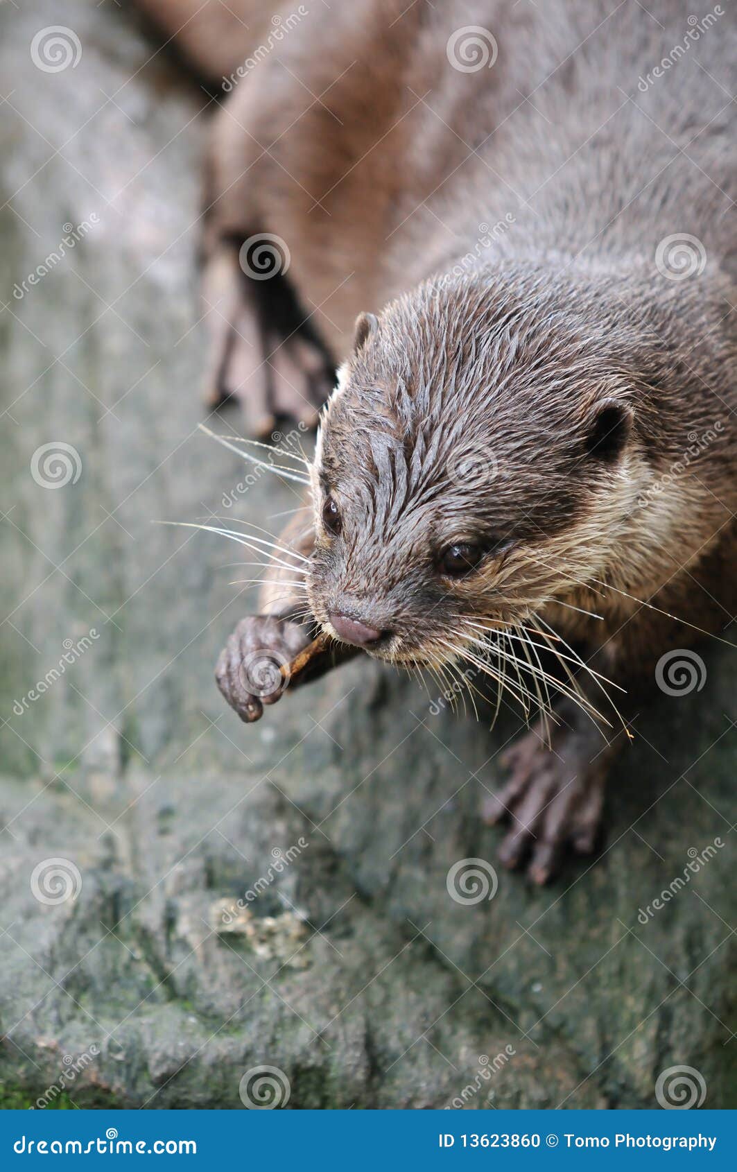 Otter portrait stock photo. Image of sleek, wildlife - 13623860