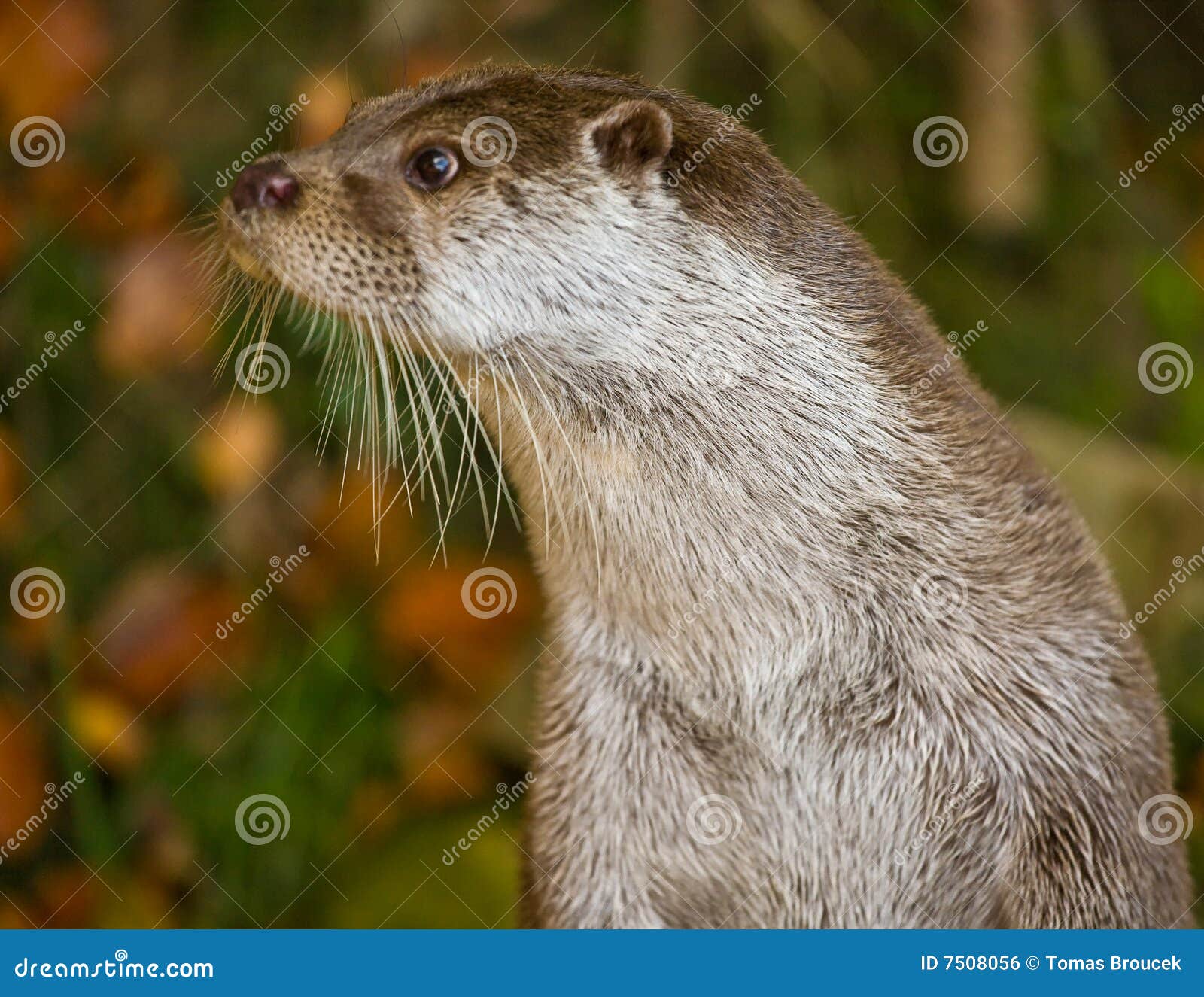 Otter portrait stock photo. Image of white, focus, otter - 7508056