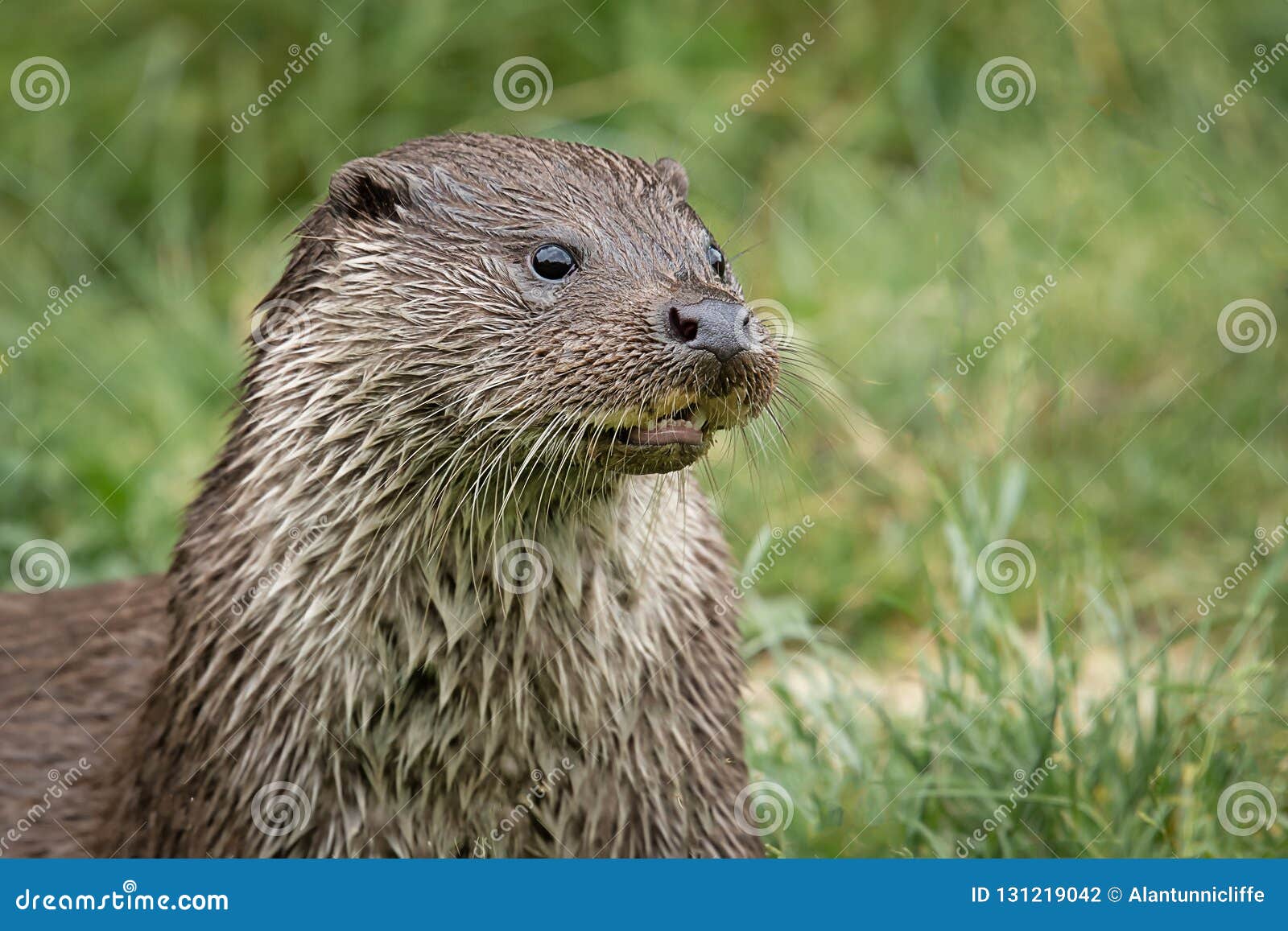 Otter portrait close up stock photo. Image of head, nature - 131219042