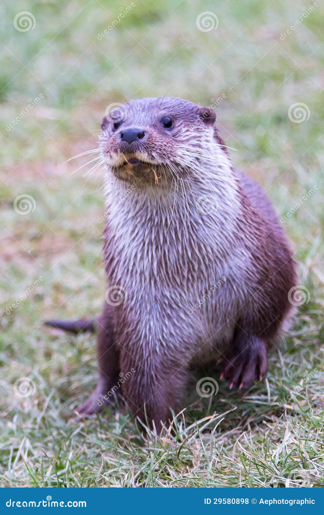 Otter posing stock photo. Image of otter, mustelidae - 29580898