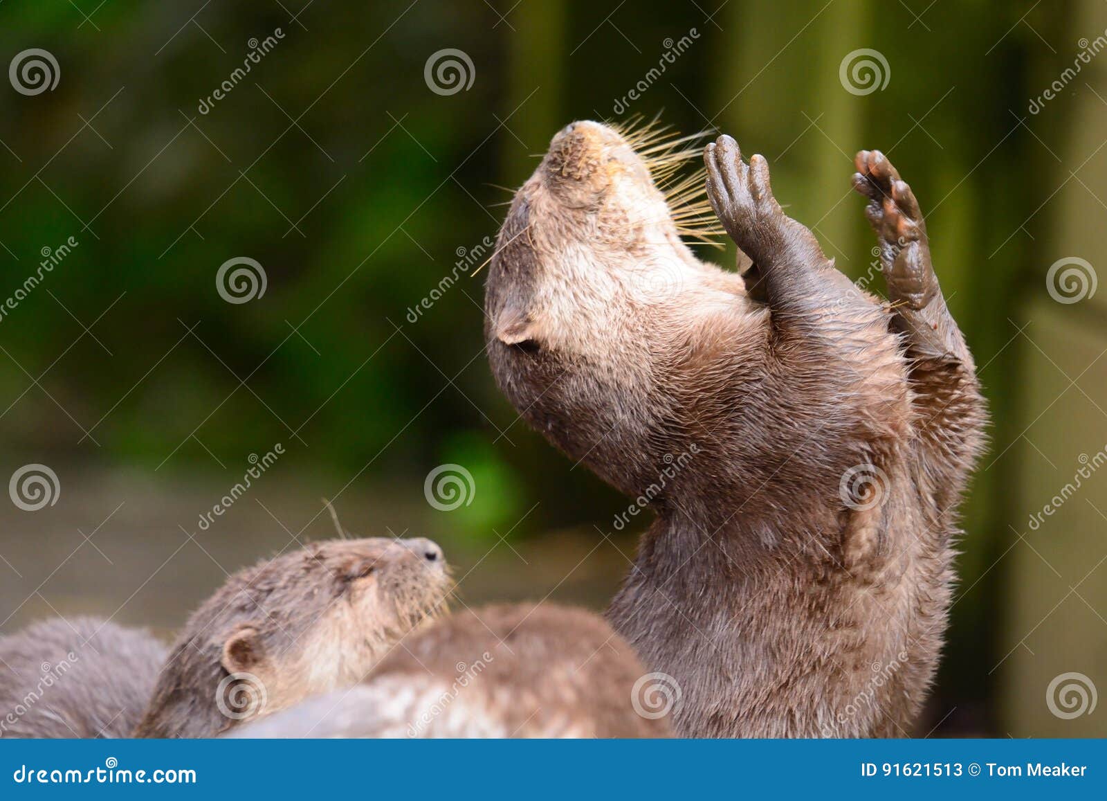 Otter praying stock image. Image of clawed, oriental - 91621513