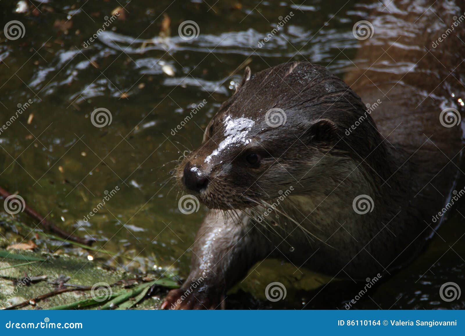 Otter stock photo. Image of mammals, water, wild, river - 86110164