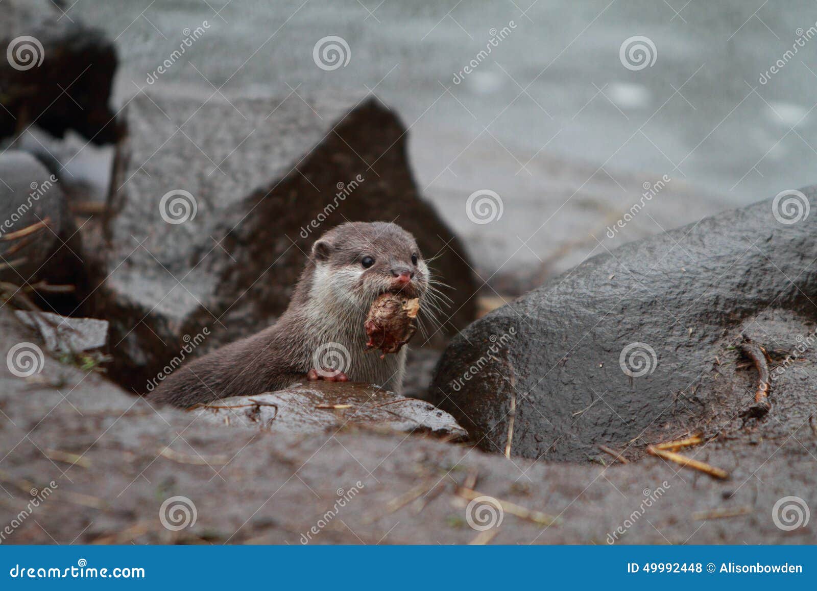 Otter with prey stock photo. Image of food, prey, water - 49992448