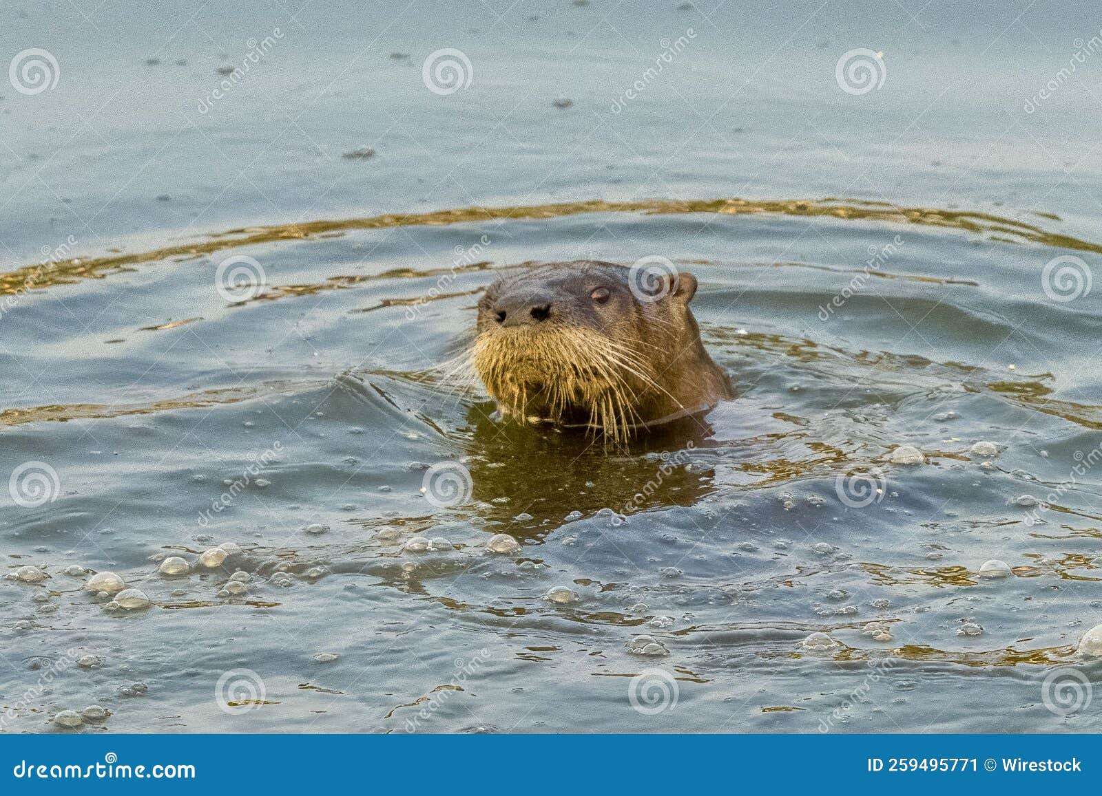 Otter in the River Looking at Camera Stock Image - Image of portrait ...