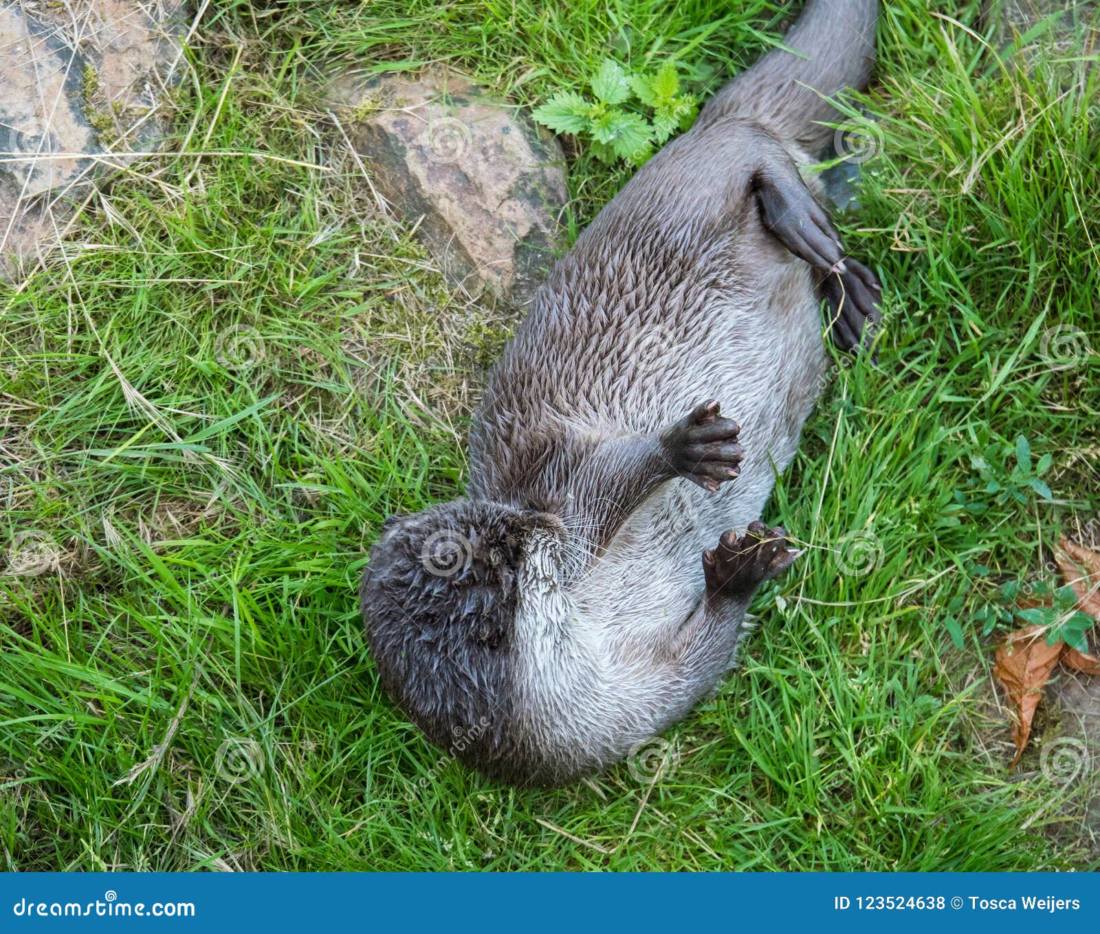 Otter Roll on His Back in Grass Stock Photo - Image of playful, head ...