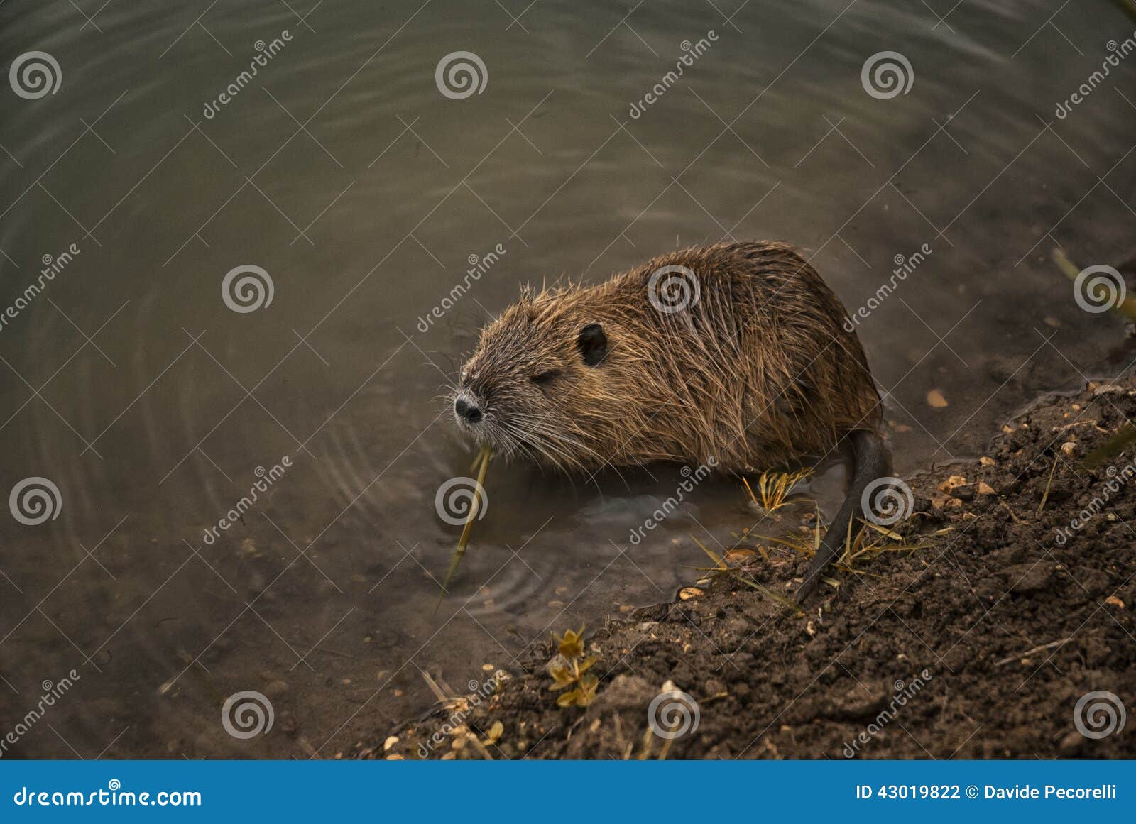 Otter s lunch stock photo. Image of outdoors, overweight - 43019822