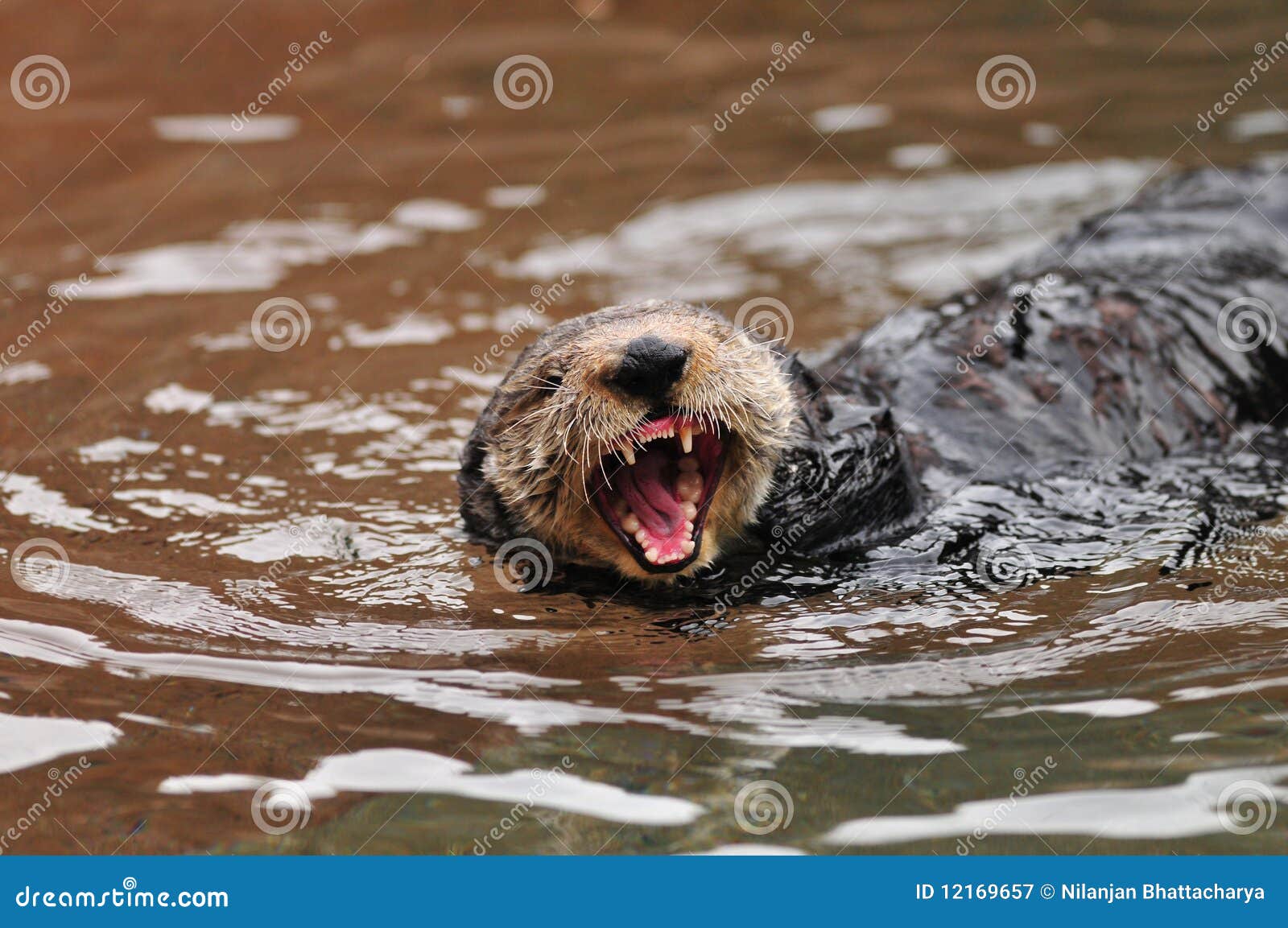Otter scream stock image. Image of brown, carnivore, american - 12169657
