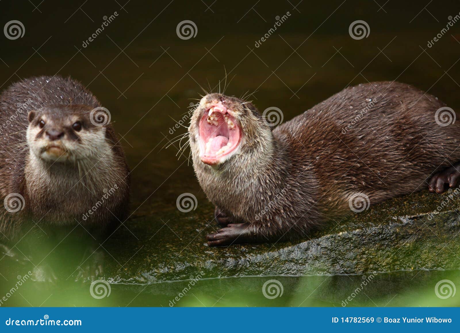 Otter Screaming stock image. Image of view, water, north - 14782569