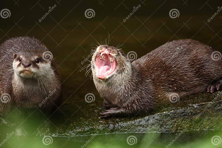 Otter Screaming stock image. Image of view, water, north - 14782569