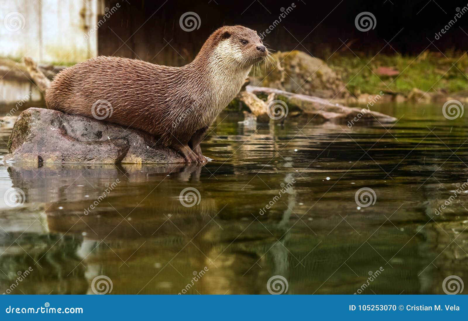 Otter sitting on a rock stock photo. Image of carnivore - 105253070