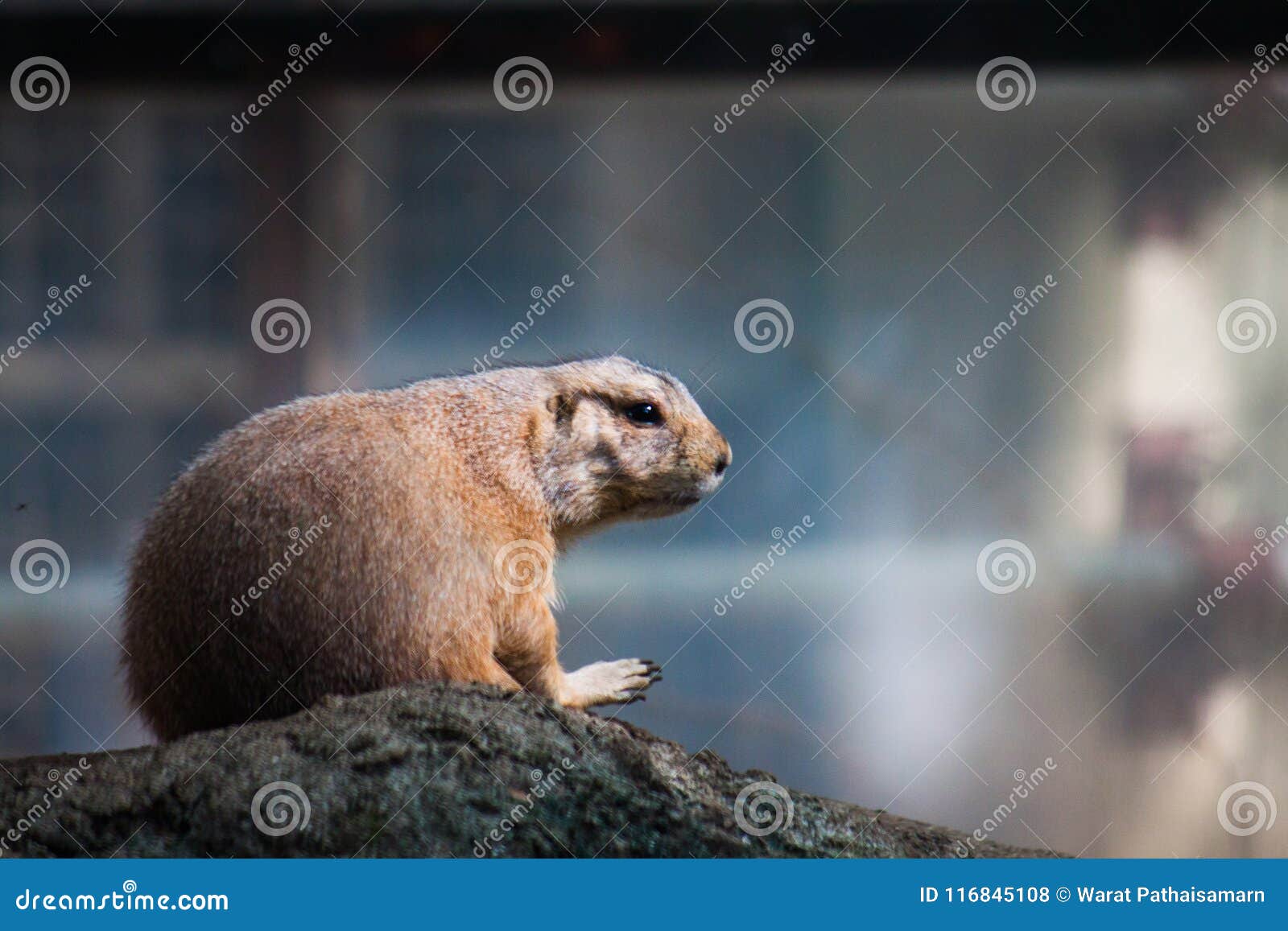 Otter sitting on the stone stock photo. Image of stone - 116845108