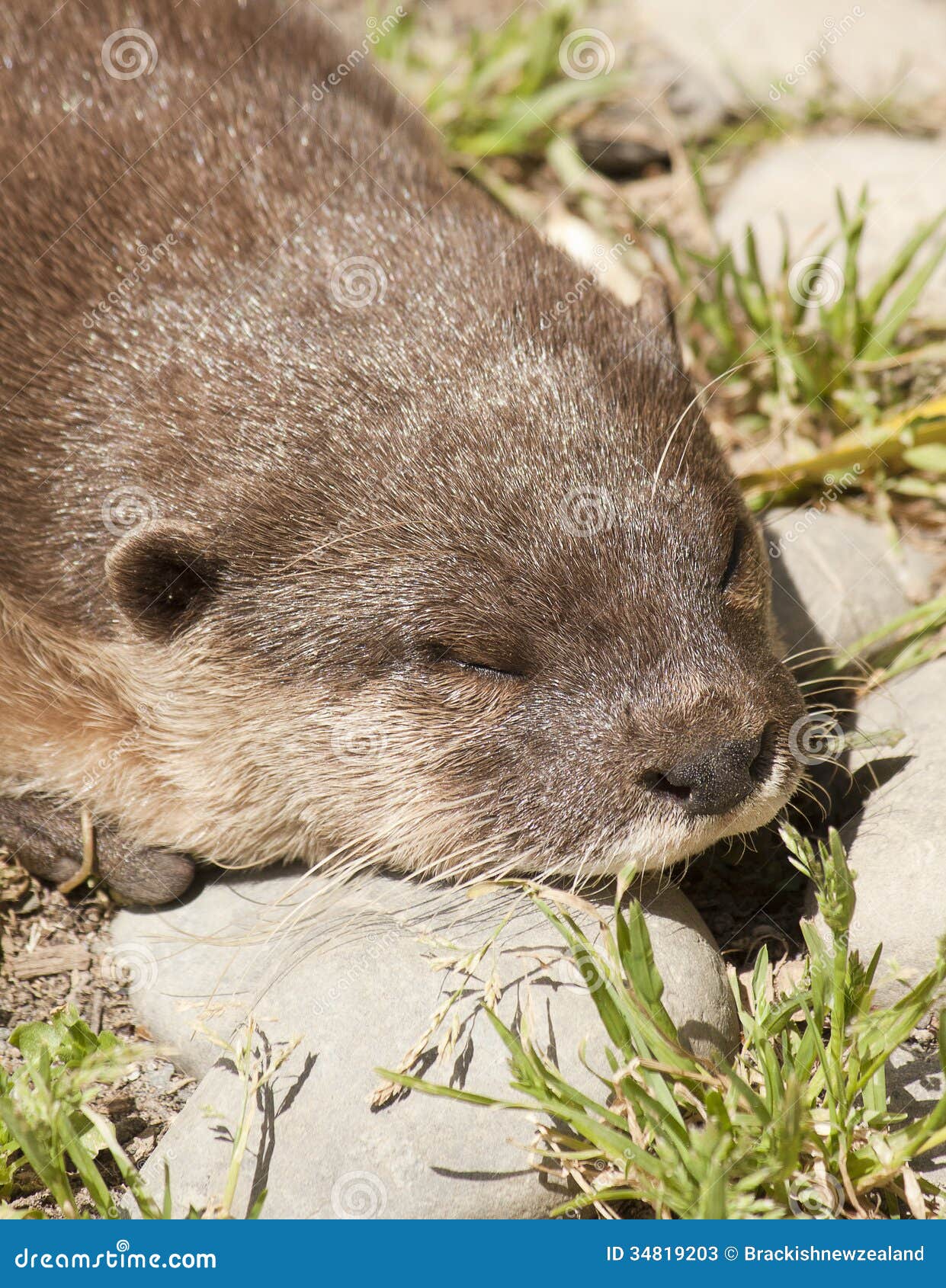 Otter stock image. Image of nature, animal, sleeping - 34819203