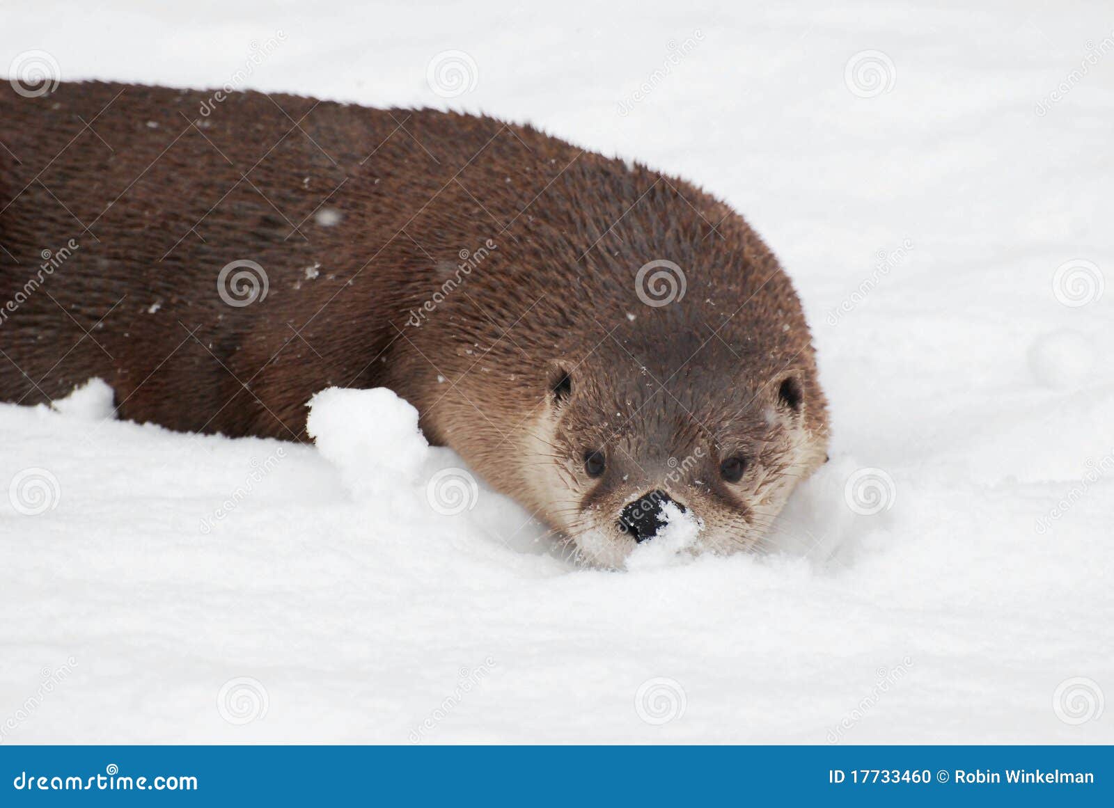 Otter in the snow stock photo. Image of snowy, sitting - 17733460