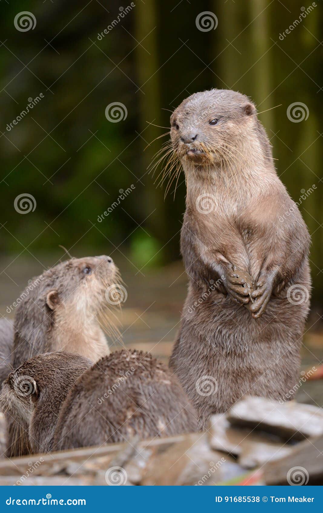 Otter standing up stock photo. Image of holding, outdoor - 91685538
