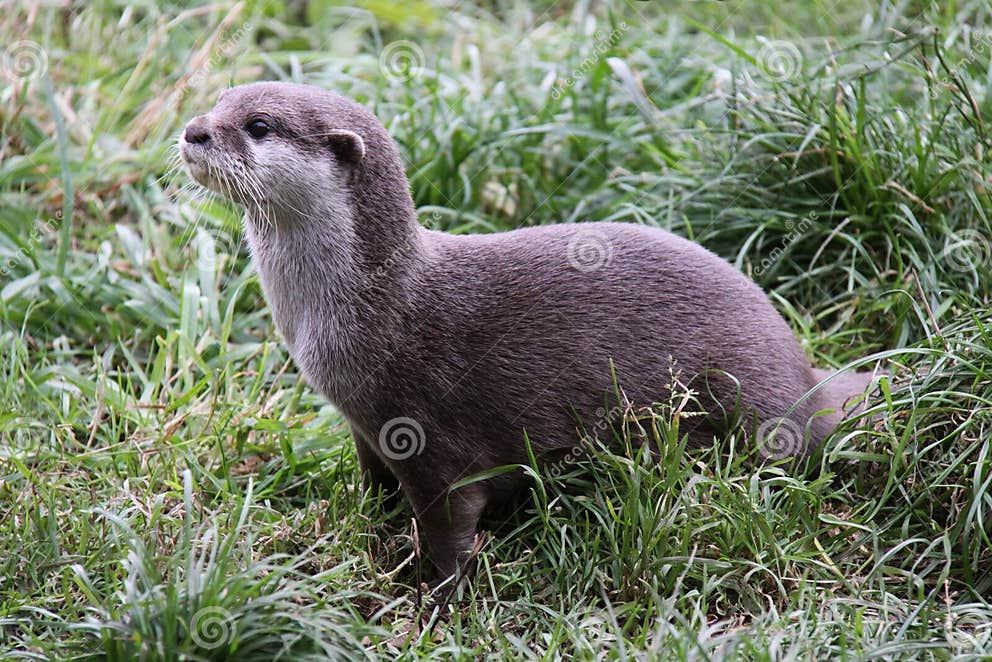 Otter Standing Up Looking Away from Camera Stock Photo - Image of body ...