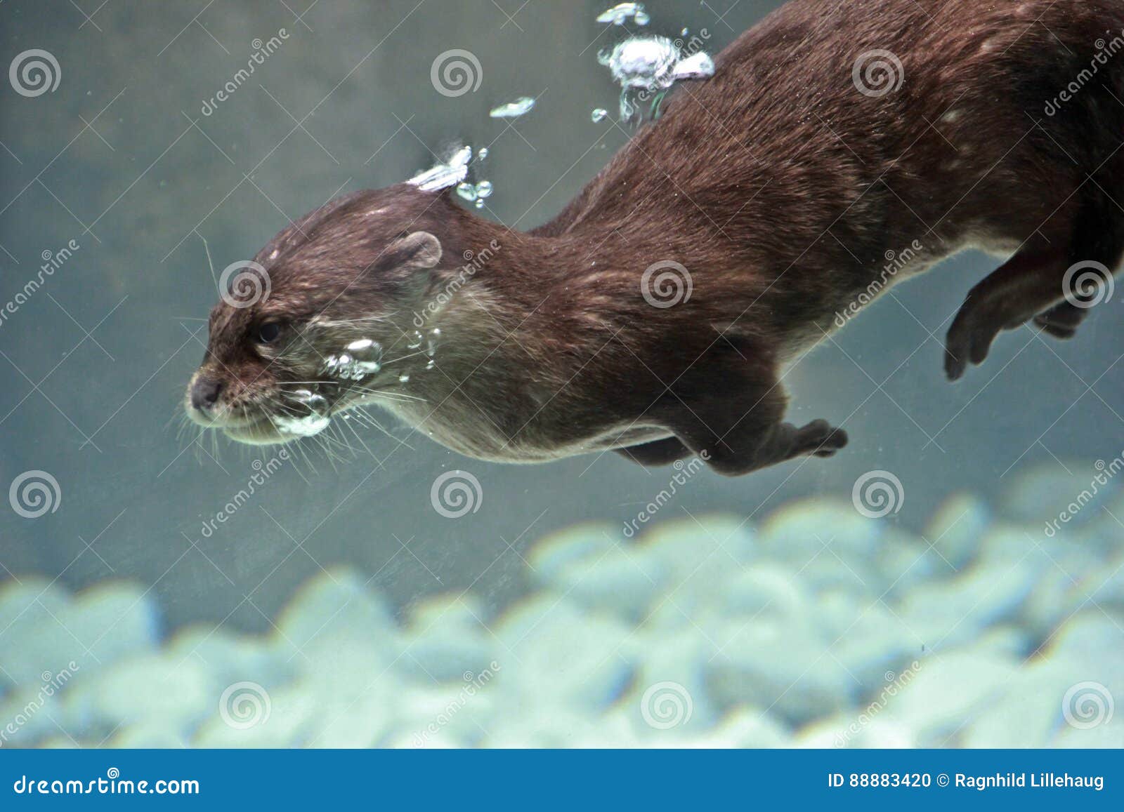 Otter stock photo. Image of otter, stunning, swimming - 88883420