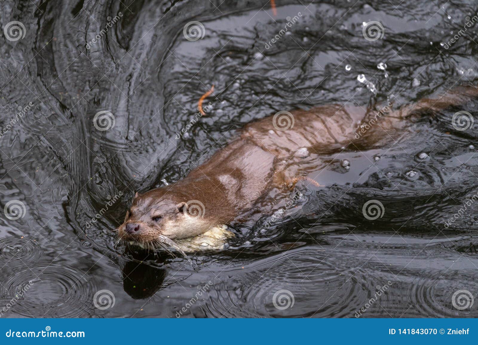 Otter Swims Fast and Manoeuvrable through a Pond Stock Photo - Image of ...