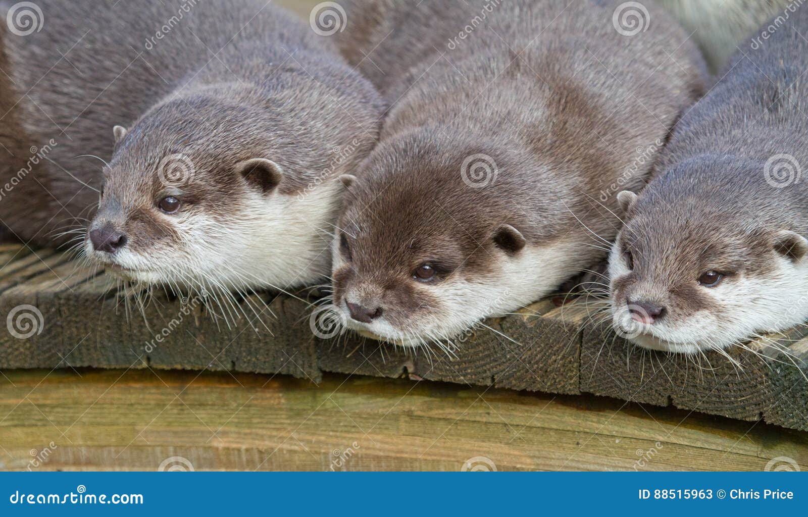 Otter stock image. Image of park, animal, whiskers, three - 88515963