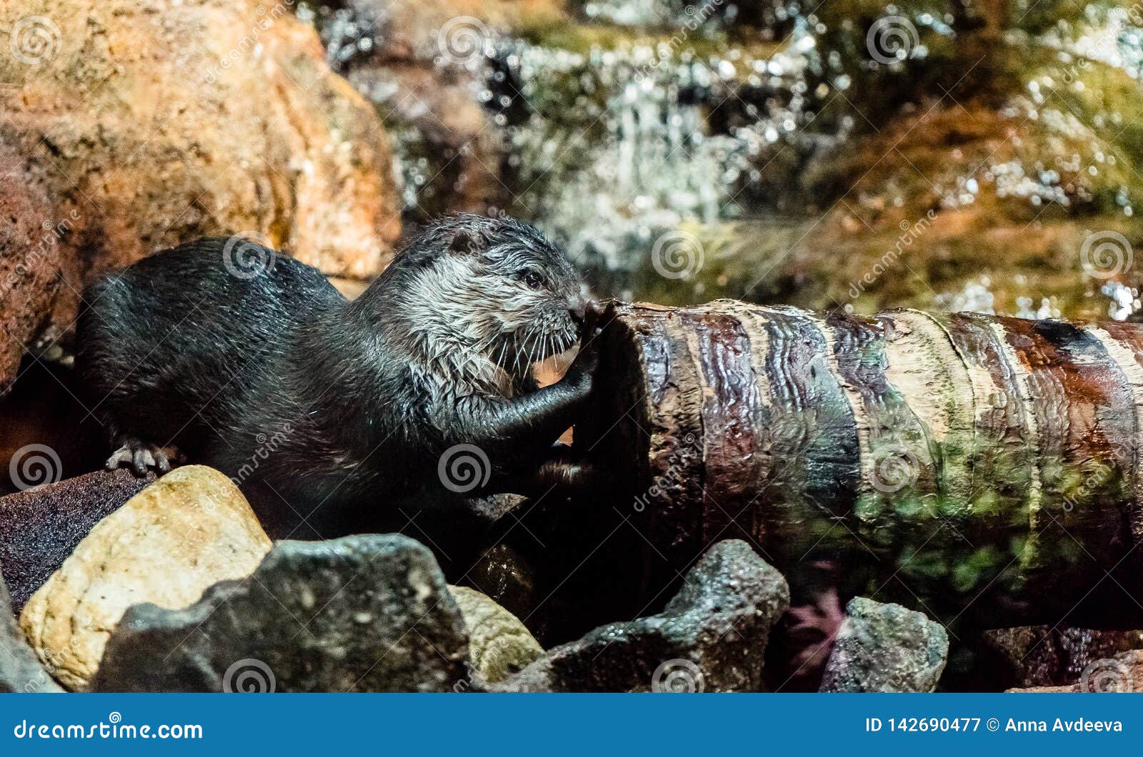 An Otter Touching a Tree Trunk Stock Image - Image of fauna, cave ...