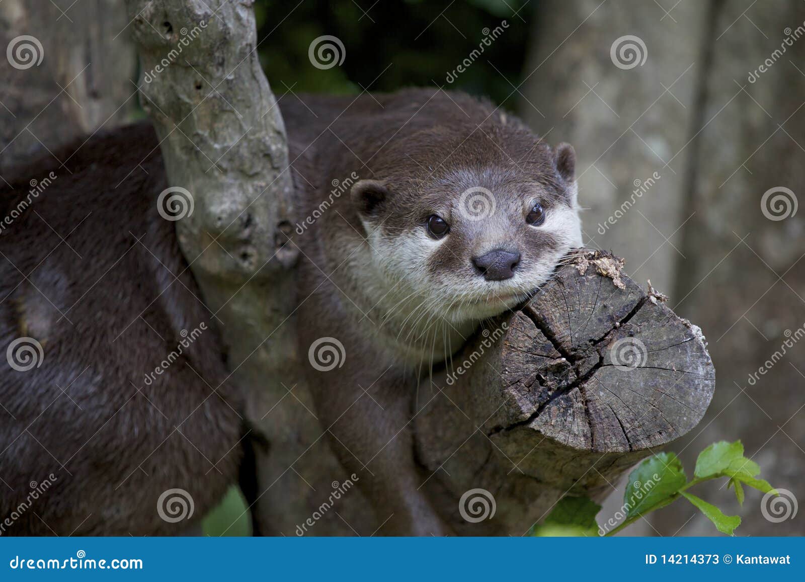 Otter On Tree In Zoo Royalty-Free Stock Photo | CartoonDealer.com ...