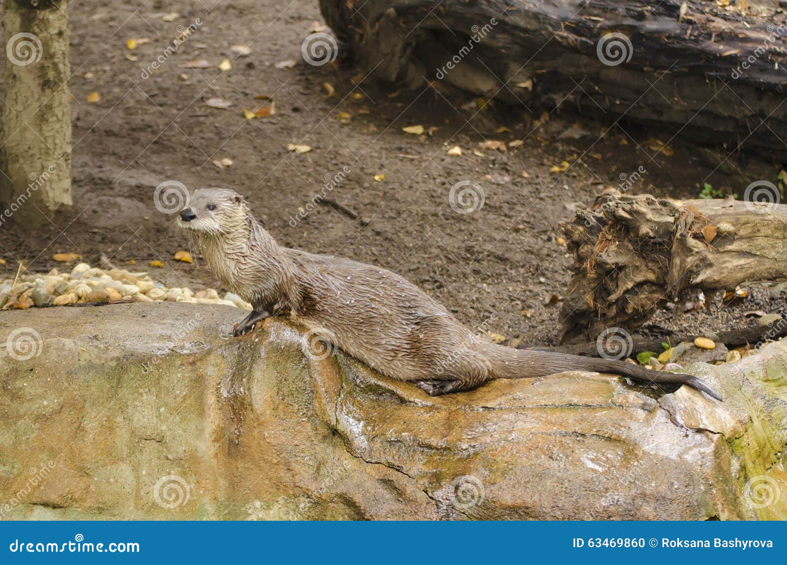 Otter On Tree In Zoo Royalty-Free Stock Photo | CartoonDealer.com ...