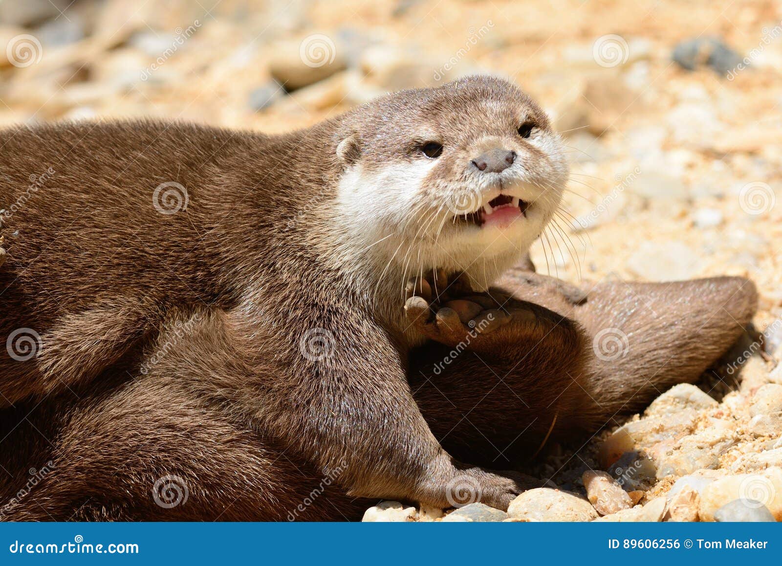 Otter up close stock photo. Image of brown, organism - 89606256