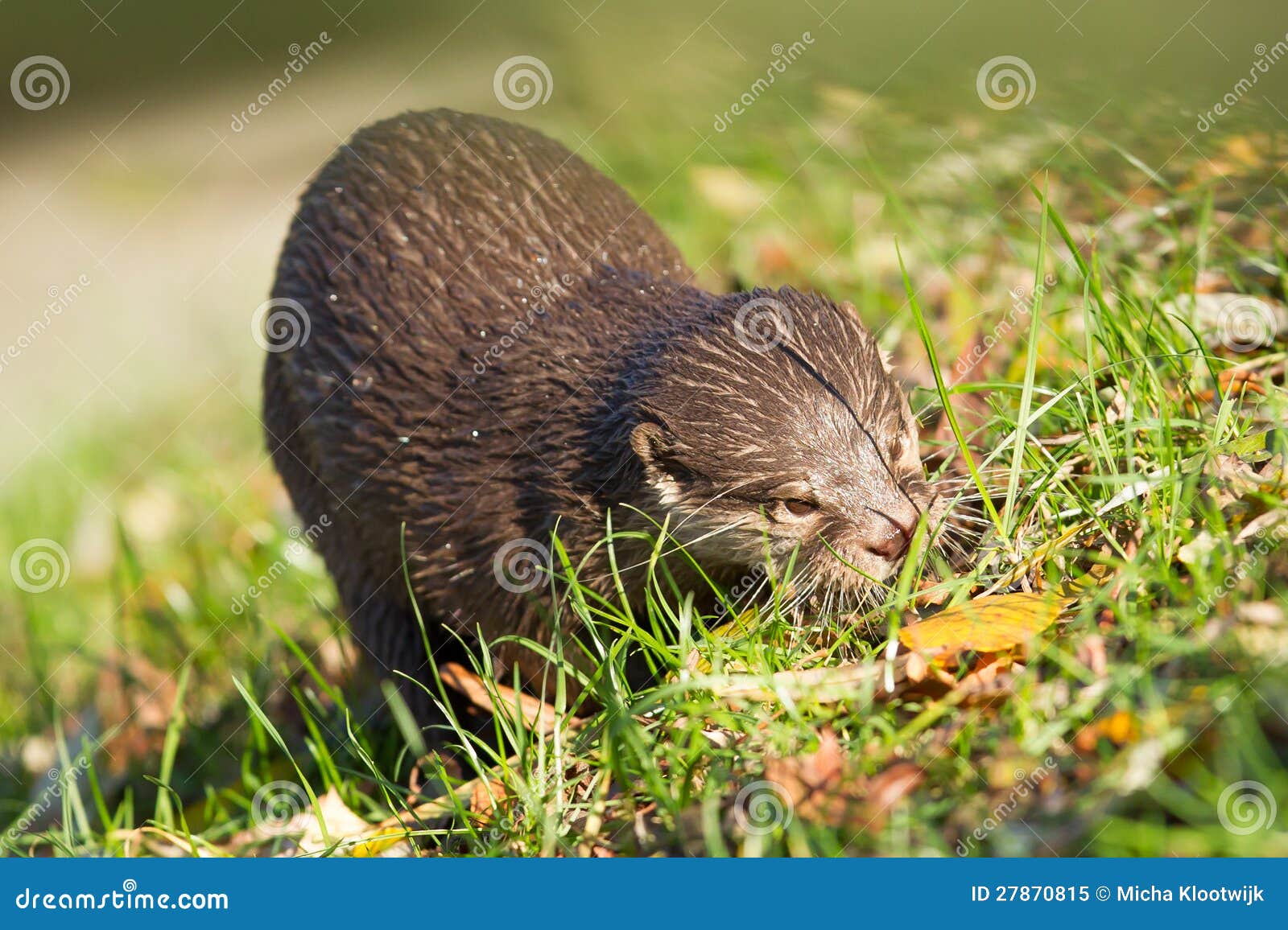 Otter is Walking in the Grass Stock Image - Image of pair, environment ...