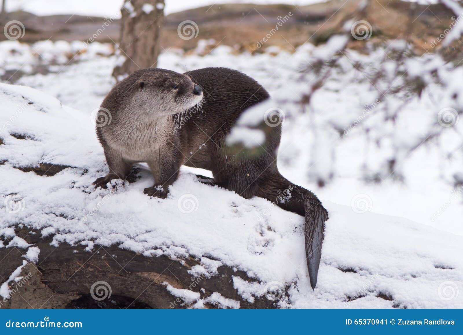 Otter stock image. Image of fauna, cloudy, season, tree - 65370941