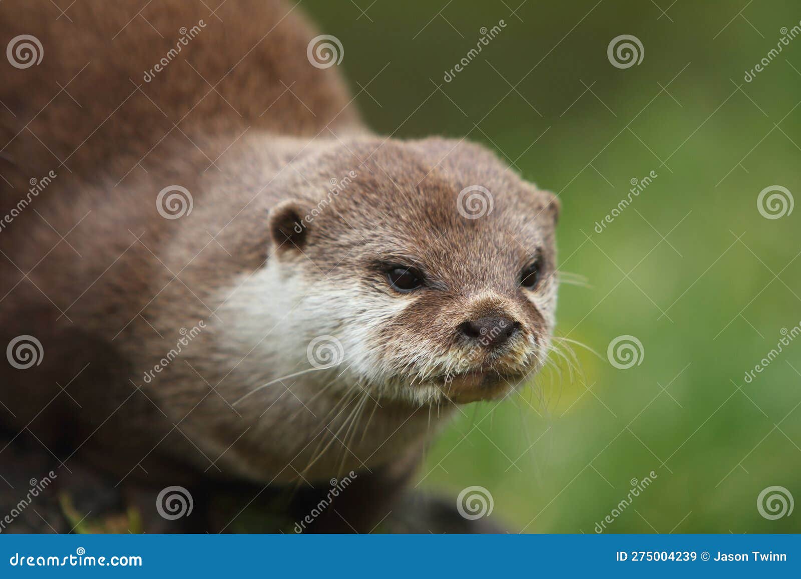 Otterly grumpy stock image. Image of otterly, primate - 275004239