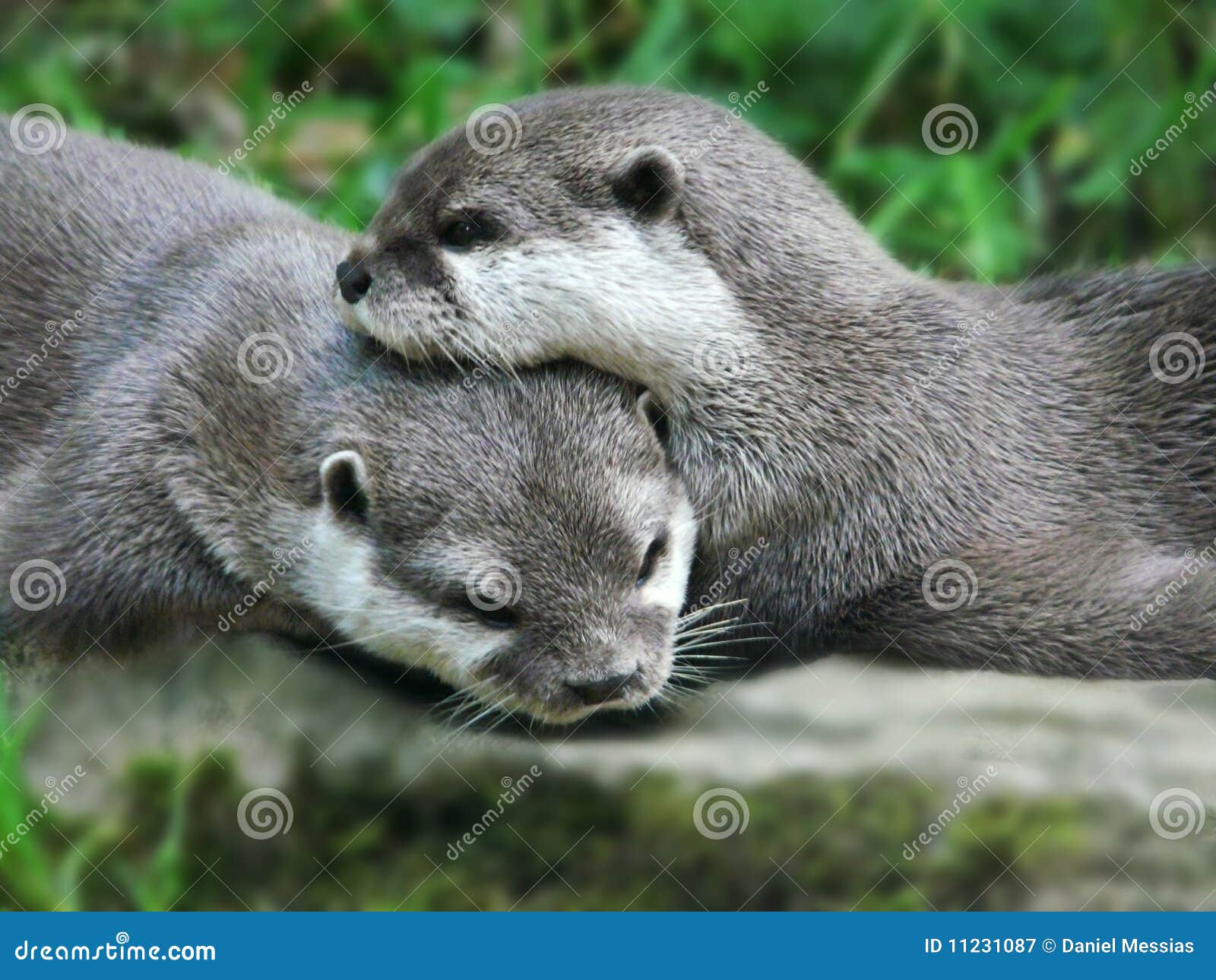 Otters stock image. Image of blured, heads, grass, background - 11231087