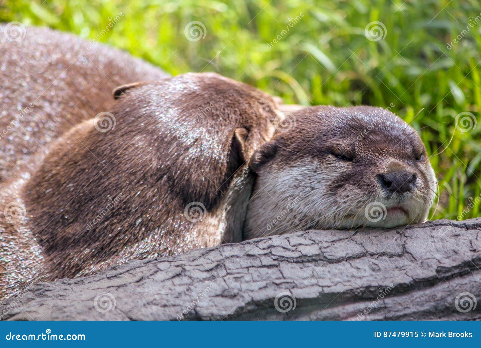 Otters Cuddling on a Log Together Stock Image - Image of dating, cuddle ...