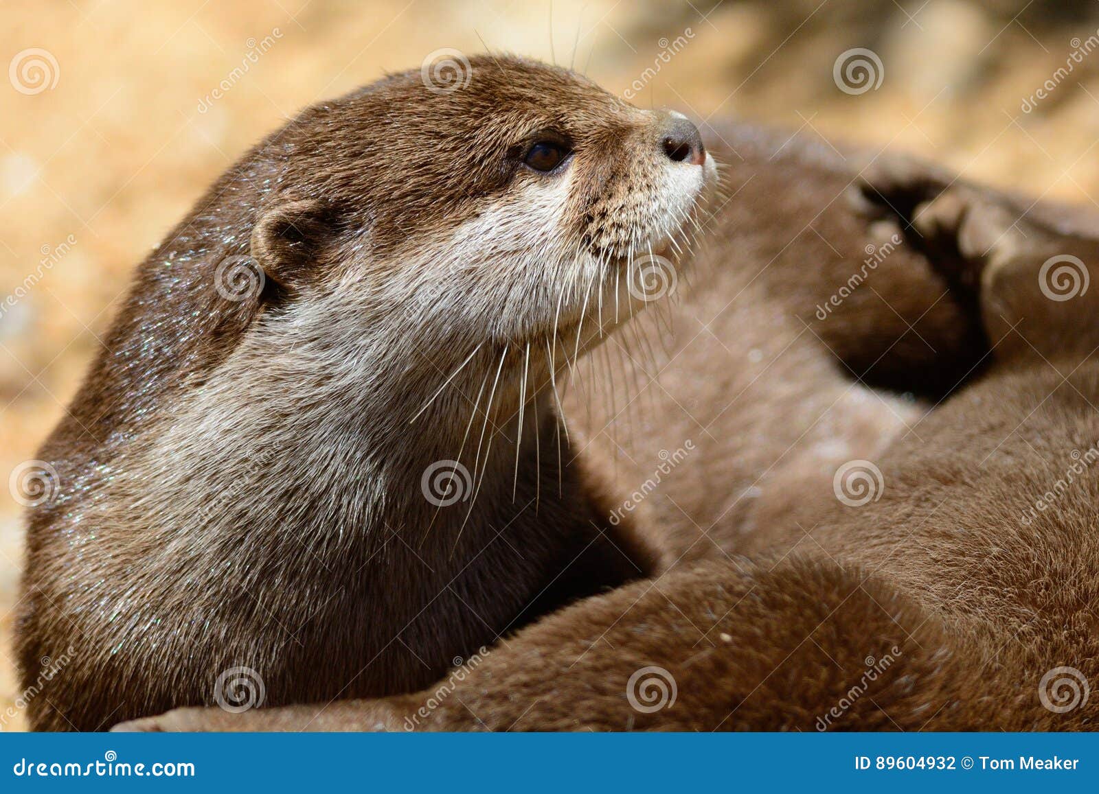 Otters cuddling stock photo. Image of sunnyday, otter - 89604932