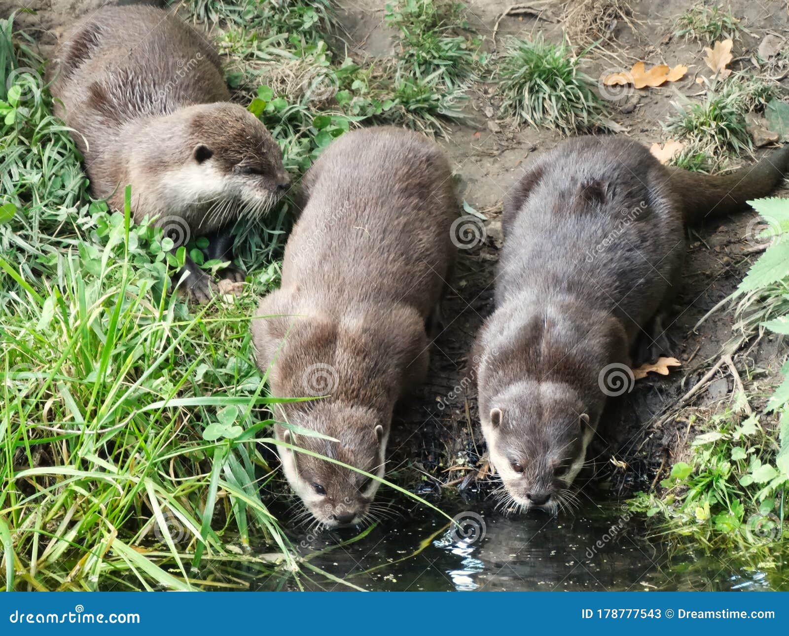 Otters drink at the river stock image. Image of pack - 178777543