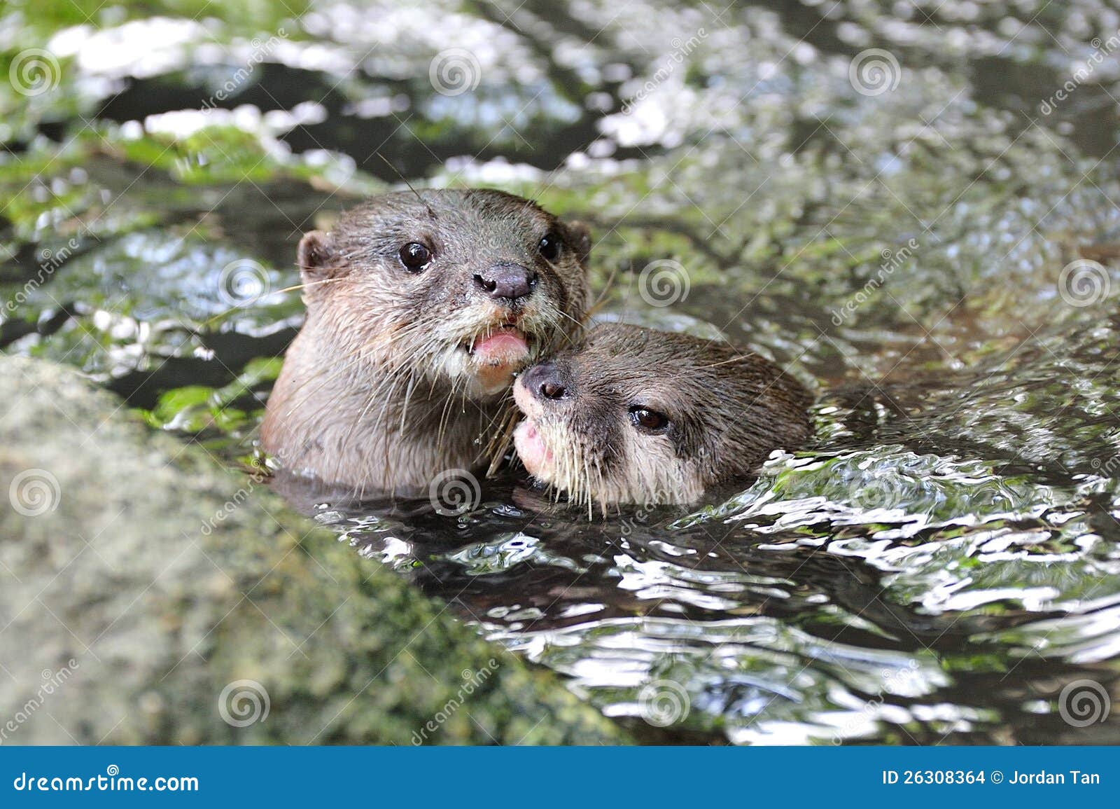 Otters hugging stock photo. Image of wild, swim, animal - 26308364