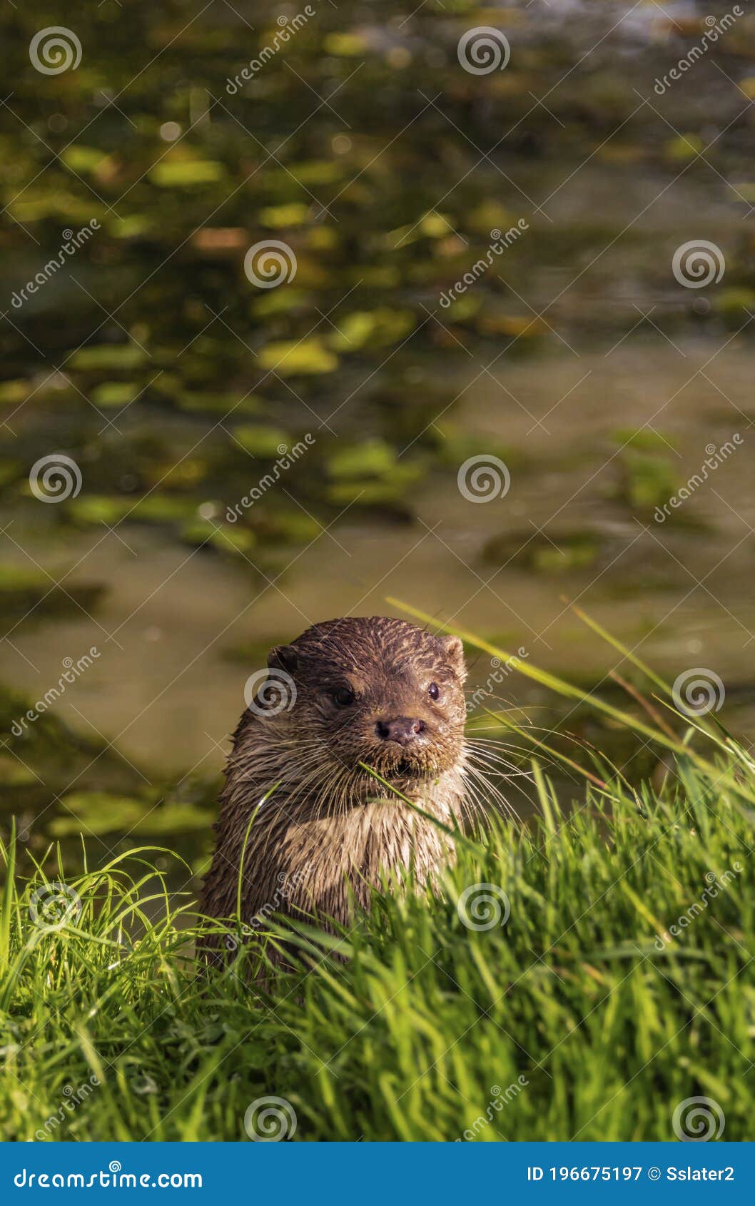 Otter checking for safety stock image. Image of coast - 196675197