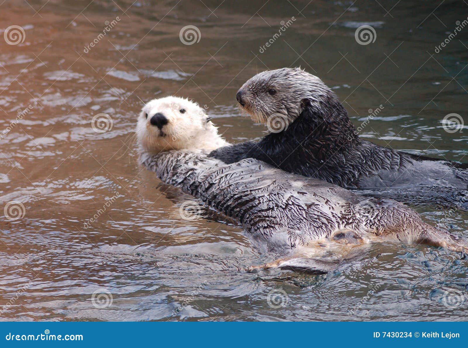 Otters playing stock photo. Image of canadensis, wildlife - 7430234