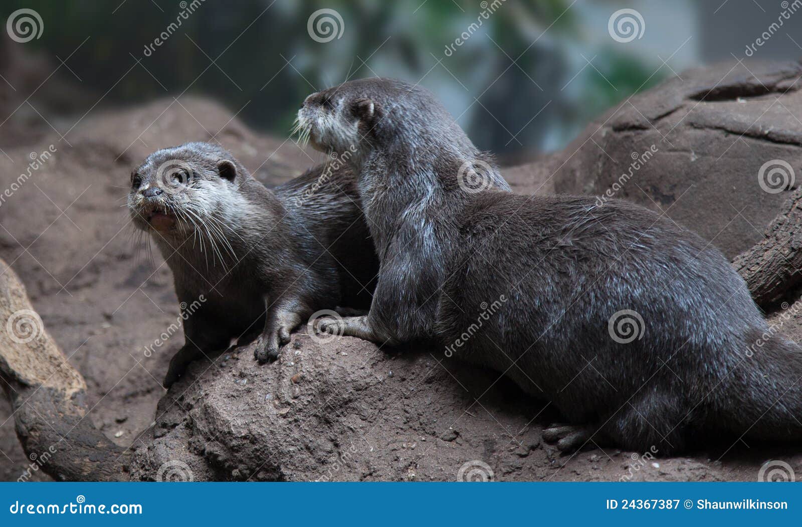 Otters on rocks together stock image. Image of otter - 24367387