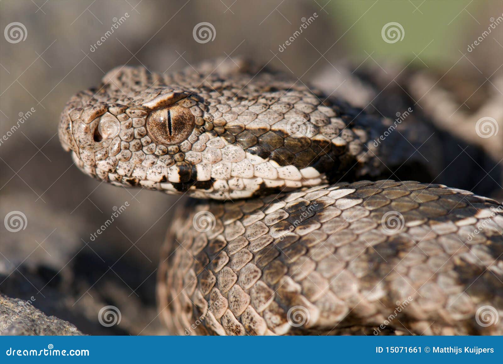 Vipera Xanthina In Terrarium, Very Aggressive Venomous Viper Royalty ...