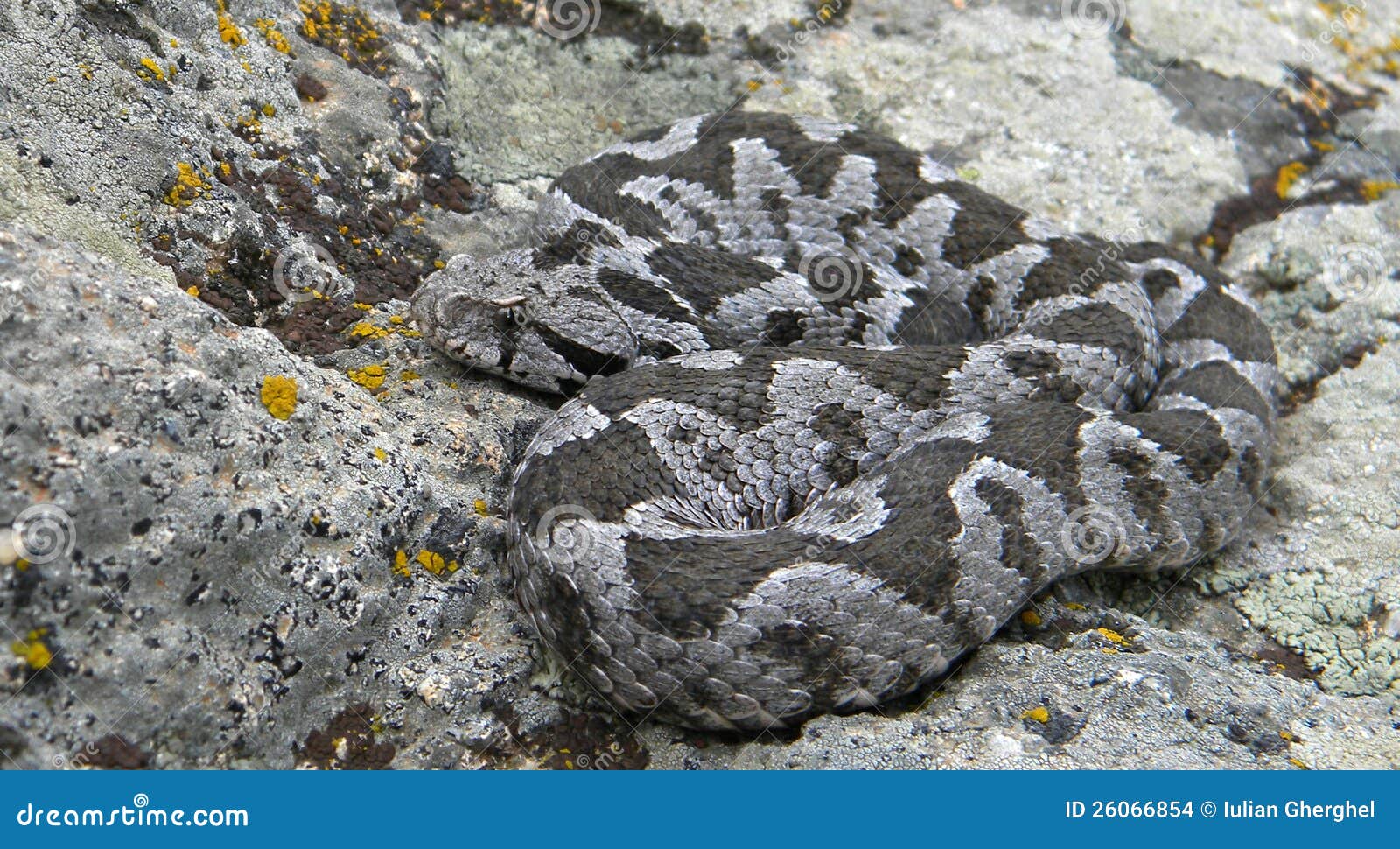 Vipera Xanthina In Terrarium, Very Aggressive Venomous Viper Royalty ...