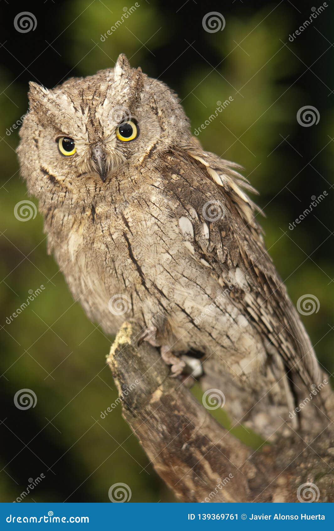 Otus Scops, Eurasian Scops Owl, , Perched on a Branch Stock Image ...