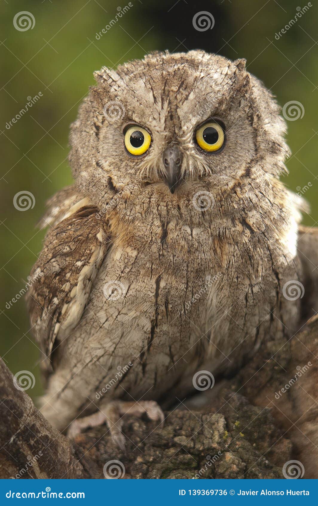 Otus Scops, Eurasian Scops Owl, Small Owl, Stock Photo - Image of aves ...