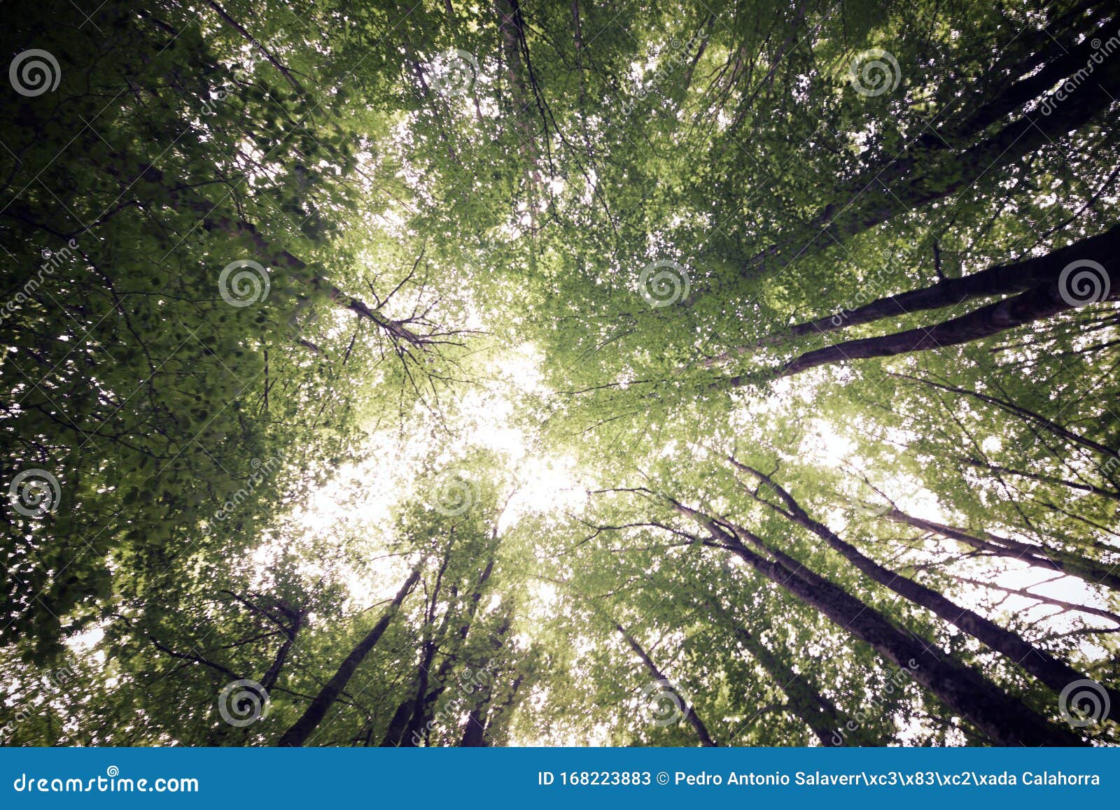 Forest in Spain stock image. Image of otzarreta, europe - 168223883