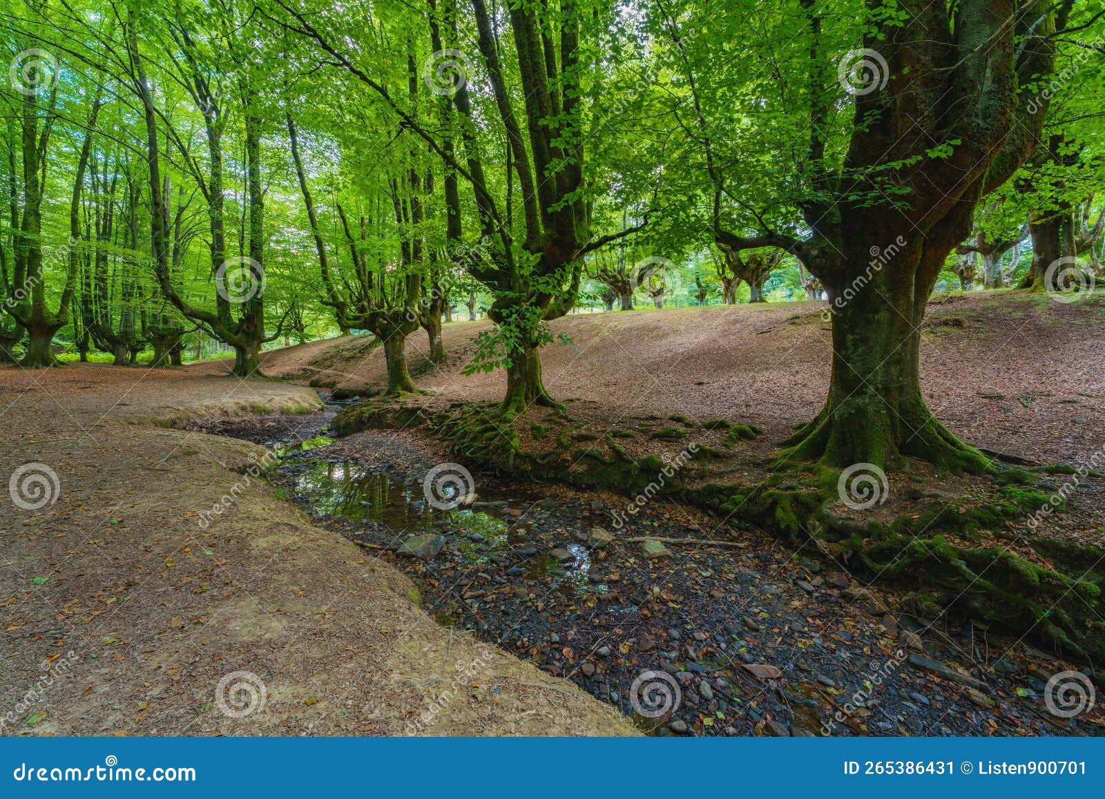 Otzarreta Beech Forest, Hayedo Otzarreta, Gorbea Natural Park, Basque ...