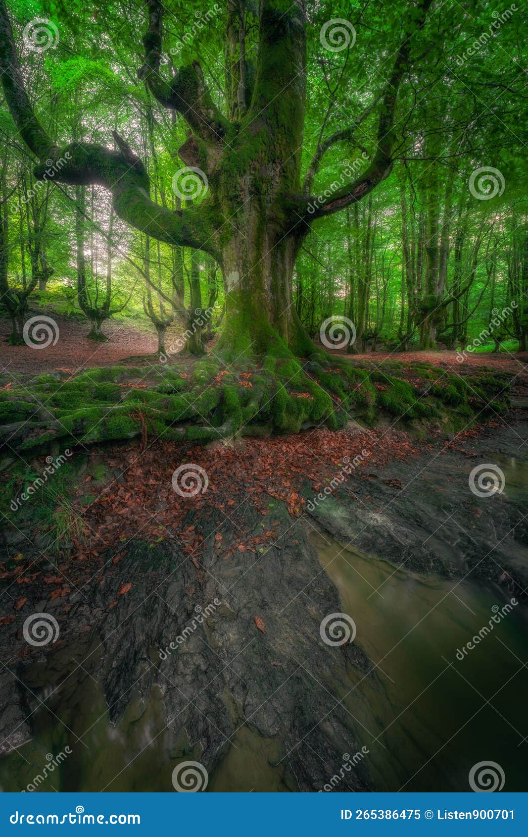 Otzarreta Beech Forest, Hayedo Otzarreta, Gorbea Natural Park, Basque ...